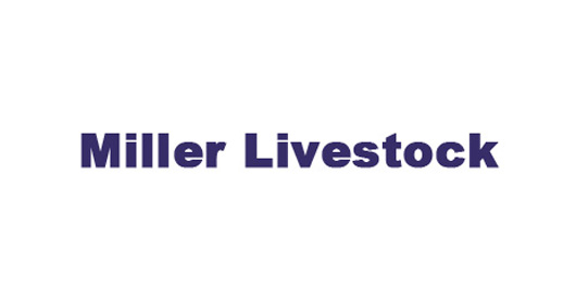 Miller Livestock | Cattle Delivery | Livestock Services | Saskatoon ...